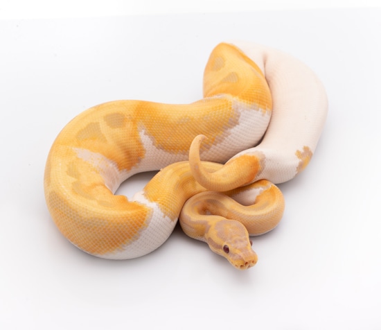 Candino Pied Ball Python by Custom Scales