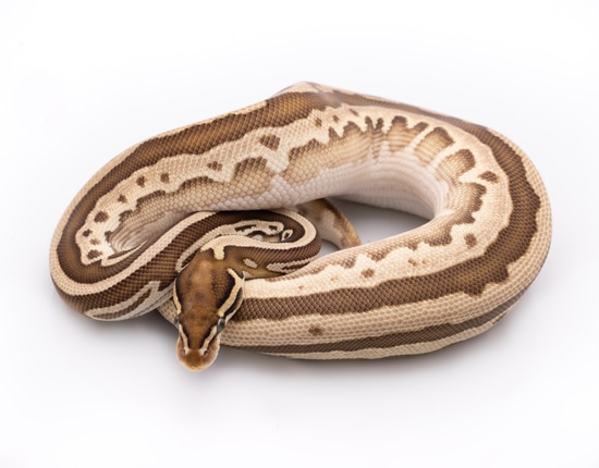 Pastel Lesser Orange Dream Leopard Ball Python by Custom Scales