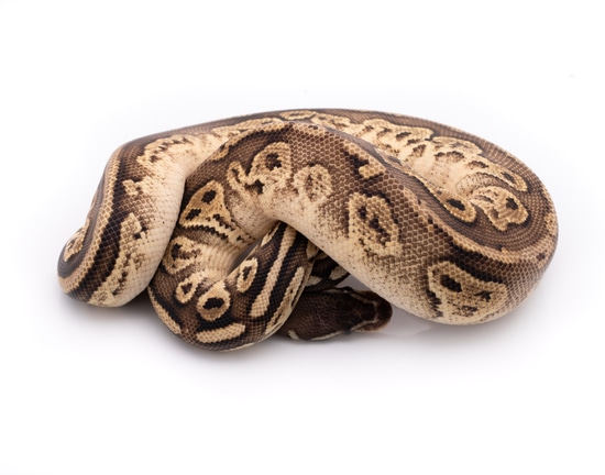 Pastel Bongo Het Pied Ball Python by Custom Scales