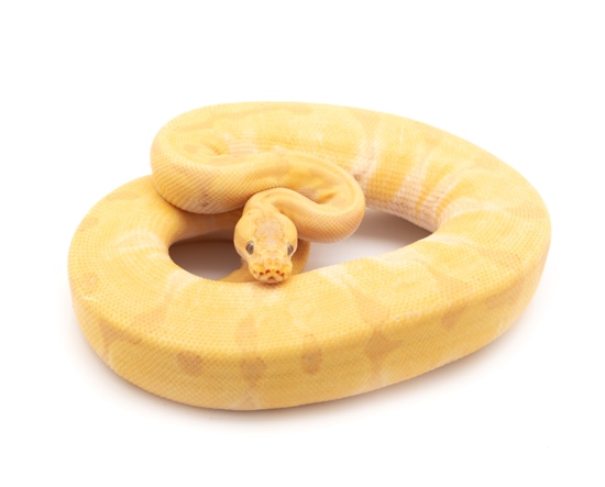 Super Enchi Candy Ball Python by Custom Scales