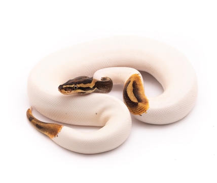 Pastel Mojave Bongo Het Ghost Het Pied Ball Python by Custom Scales ...
