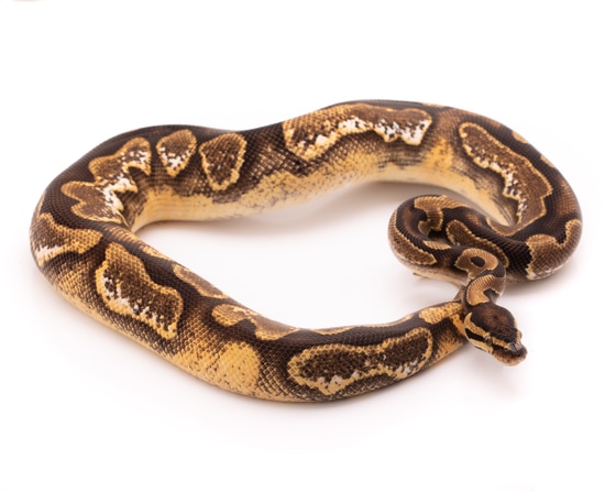 Calico Enchi Fire Het Pied Ball Python by Custom Scales