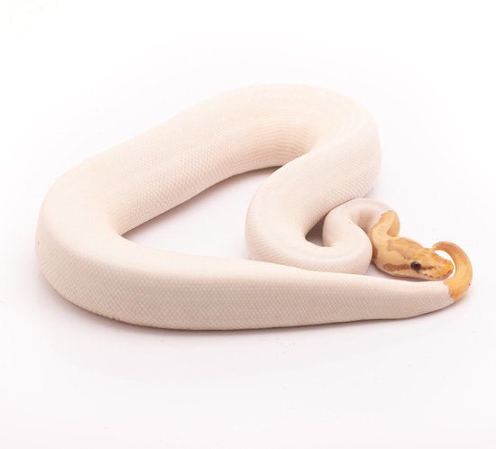 Candino Pied Ball Python by Custom Scales