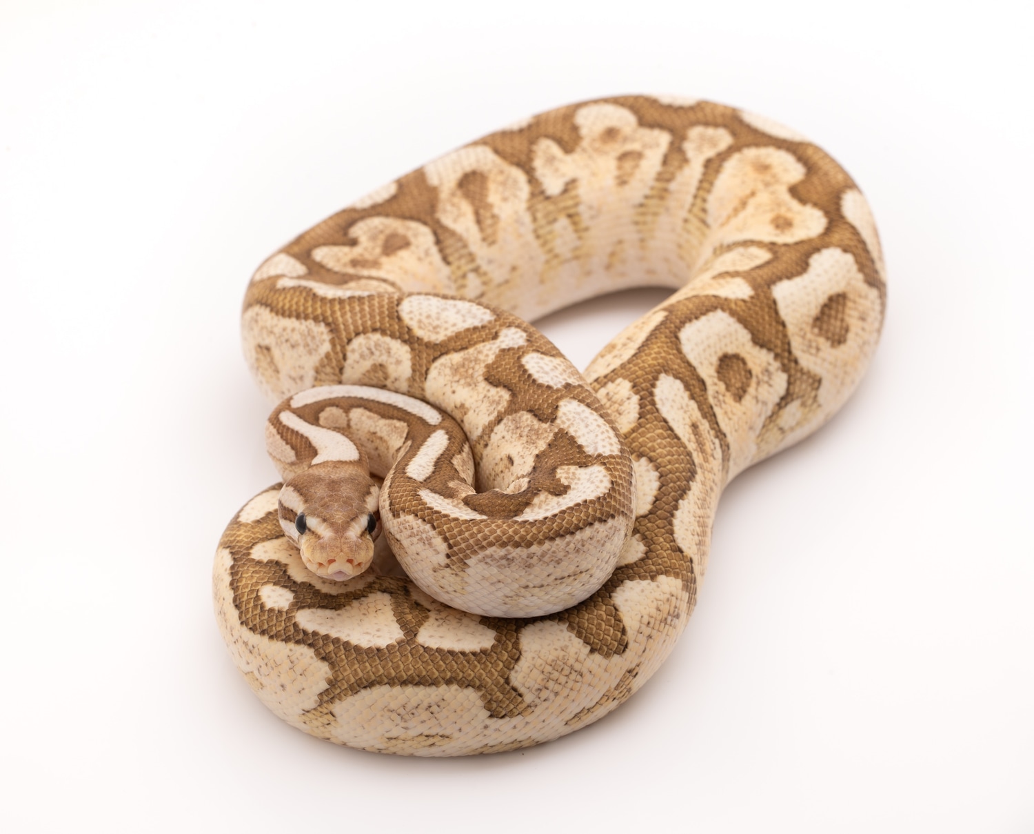 Cinnamon Lesser Spider Bongo Ball Python by Custom Scales - MorphMarket