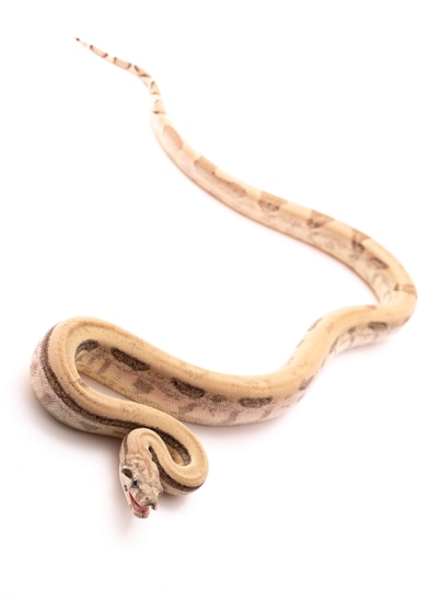 Sunset Jaguar Ghost Boa Constrictor by Custom Scales