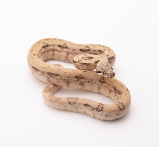 Sunset Jaguar Ghost Boa Constrictor by Custom Scales