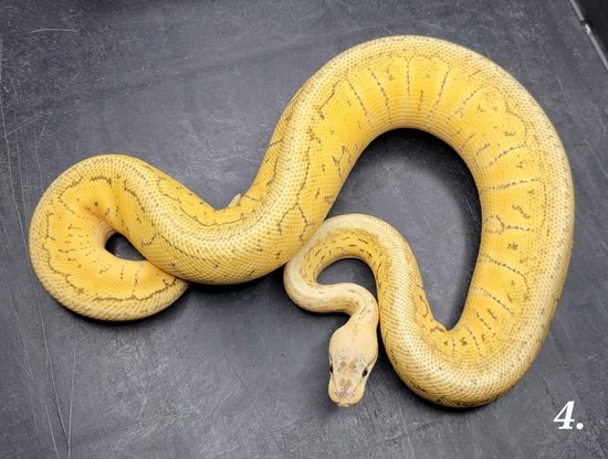 Superblast Yb Het Puzzle Ball Python by Custom Scales