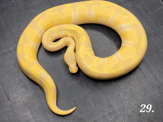 Candy Enchi Ball Python by Custom Scales