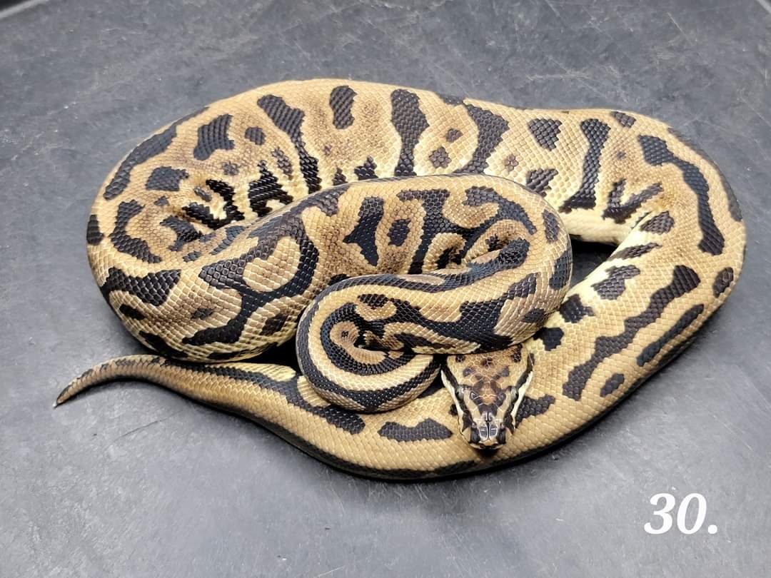 Spotnose Leopard Dh Dg/hypo Ball Python by Custom Scales - MorphMarket