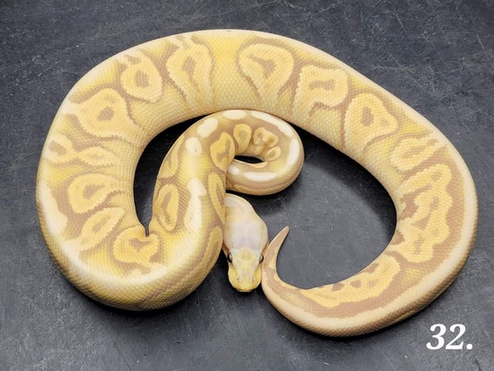 Pewter Candy Ball Python by Custom Scales