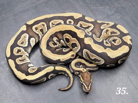 Cypress Het Clown Ball Python by Custom Scales