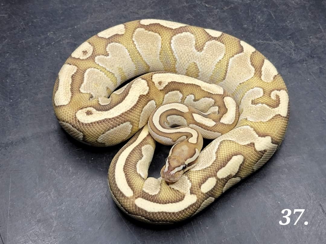 Lesser Fire 50% Het Sunset Ball Python by Custom Scales - MorphMarket