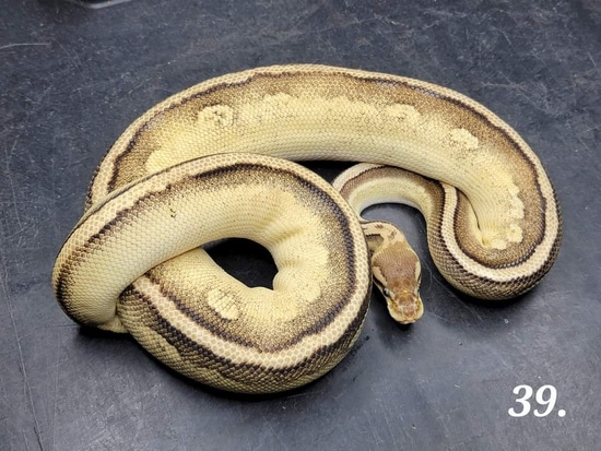 Mojave Od Pastel Bongo Het Clown Ball Python by Custom Scales
