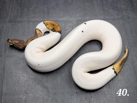 Pinstripe Pied Het Candy Ball Python by Custom Scales