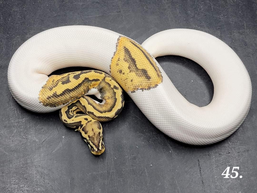 Pastel Leopard Ghost Pied Ball Python by Custom Scales - MorphMarket