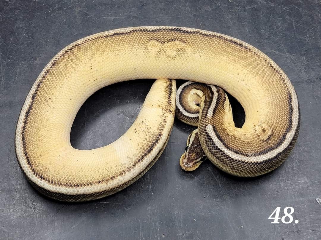 Pewter Cypress Dh Ghost Pied Ball Python by Custom Scales - MorphMarket