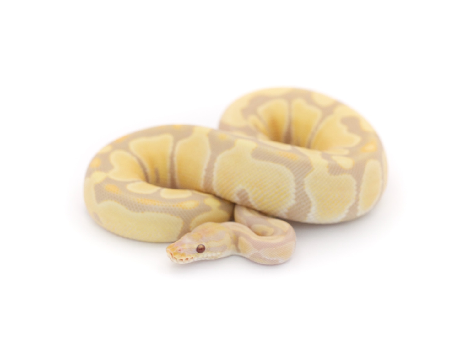 Enchi Candino Ball Python by Custom Scales - MorphMarket