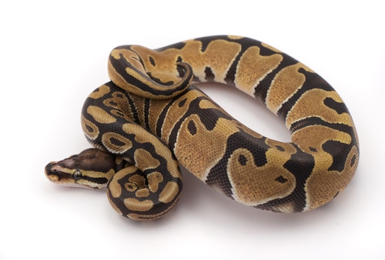 Scaleless Head Het Clown Ball Python by Custom Scales