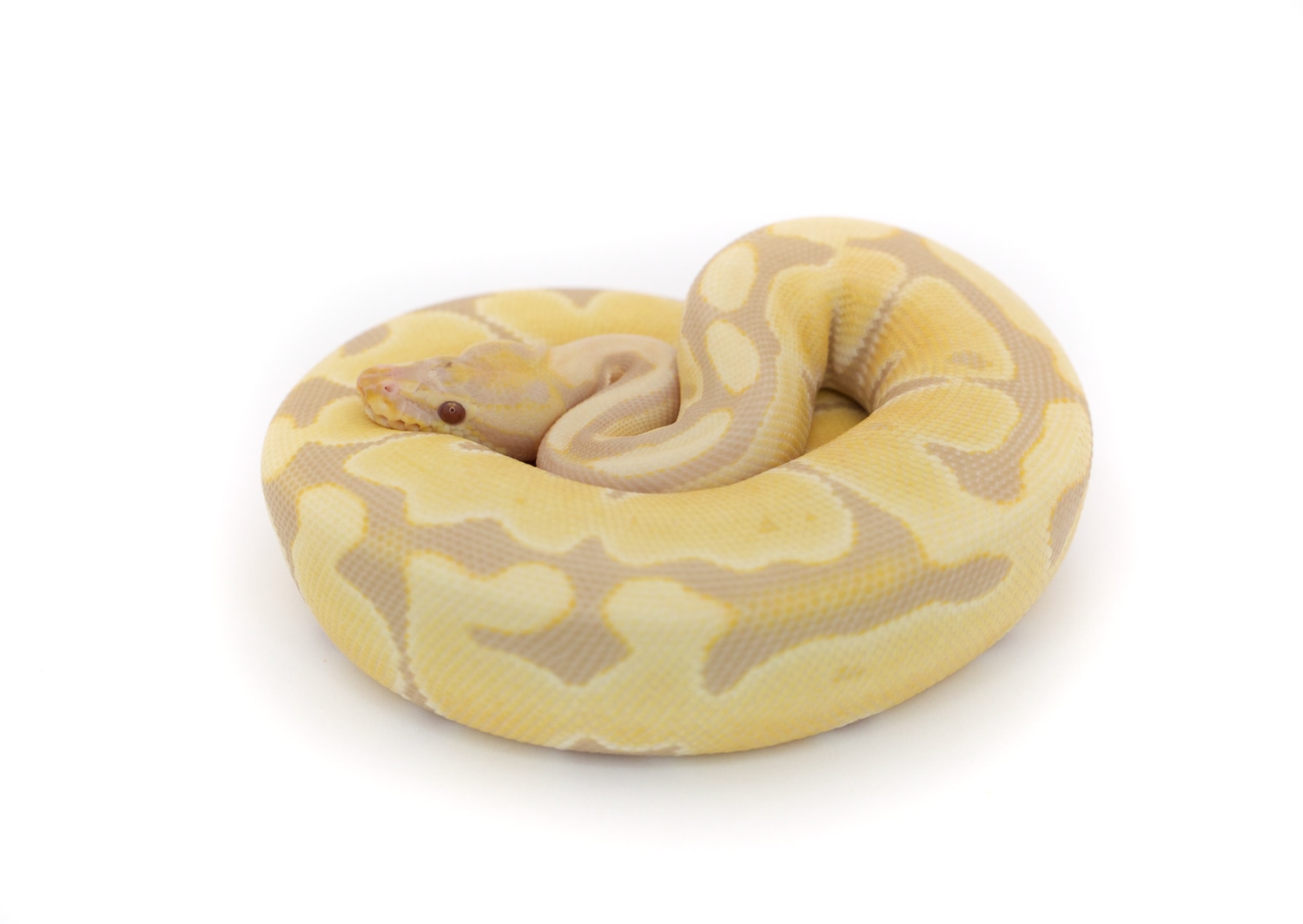 Candino Enchi Ball Python by Custom Scales - MorphMarket