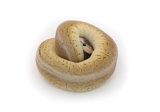 Blackhead Pewter Blast Het Puzzle Ball Python by Custom Scales