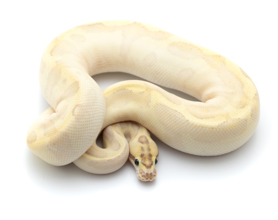 Super Enchi Leopard Super Spark Ball Python by Custom Scales
