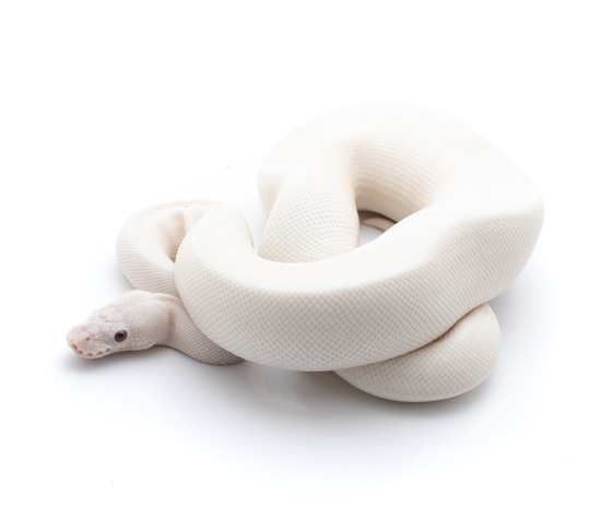 Super Lesser Het Clown Possible Spotnose Possible Leopard Possible ...