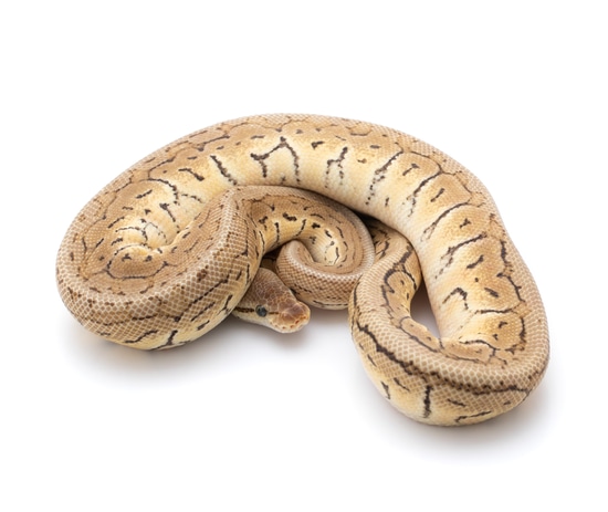 Phantom Lemon Blast Het Puzzle Ball Python by Custom Scales