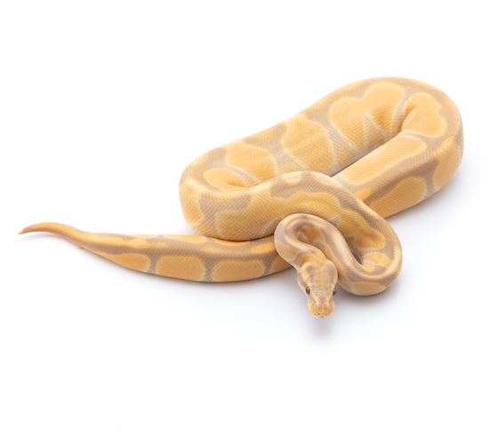 Enchi Candy Ball Python by Custom Scales