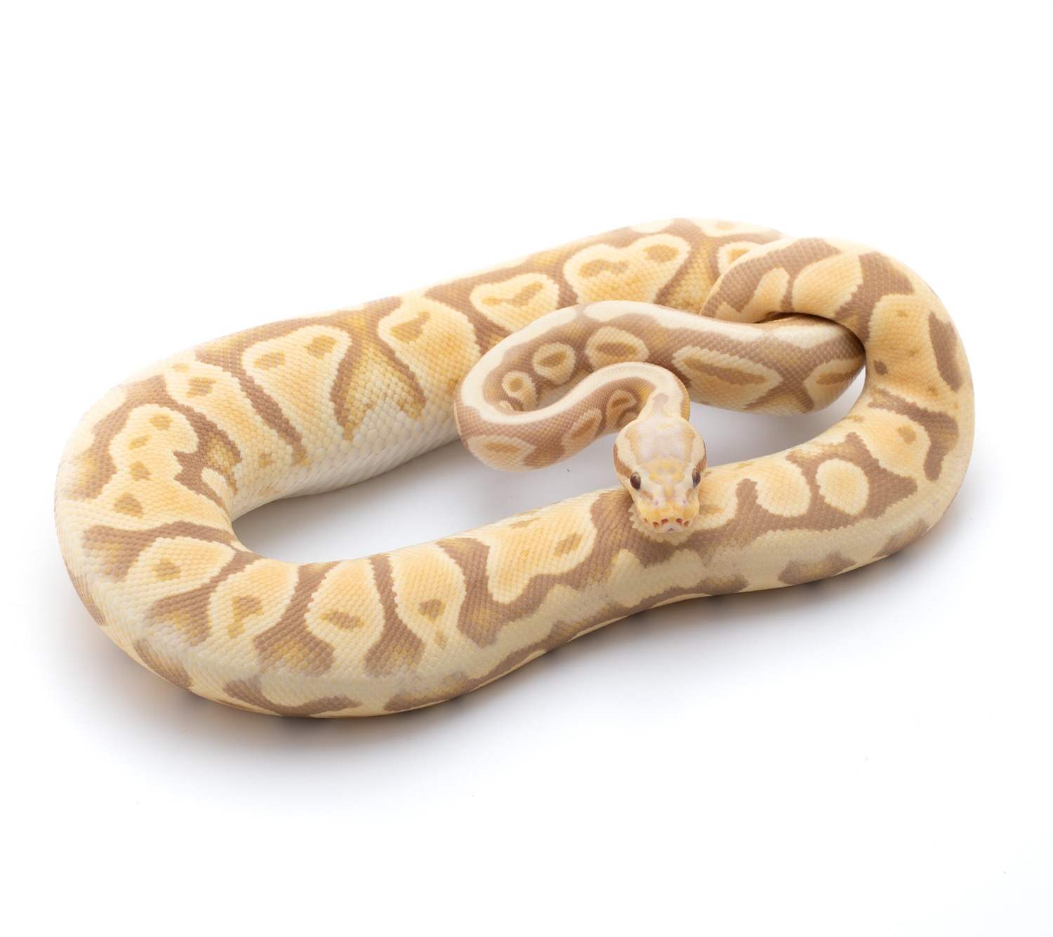 Candy Pastel Het Pied Ball Python by Custom Scales - MorphMarket