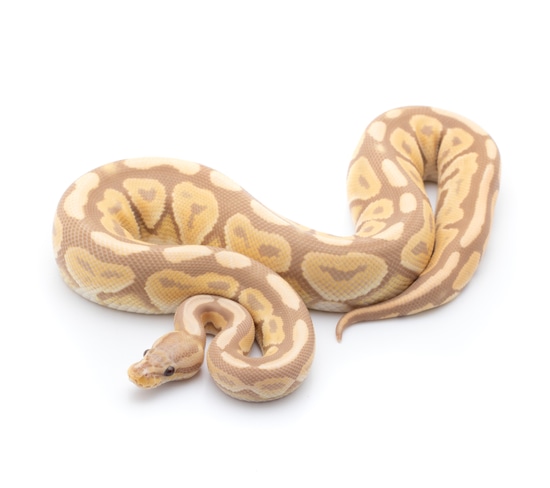 Black Pewter Candy Ball Python by Custom Scales