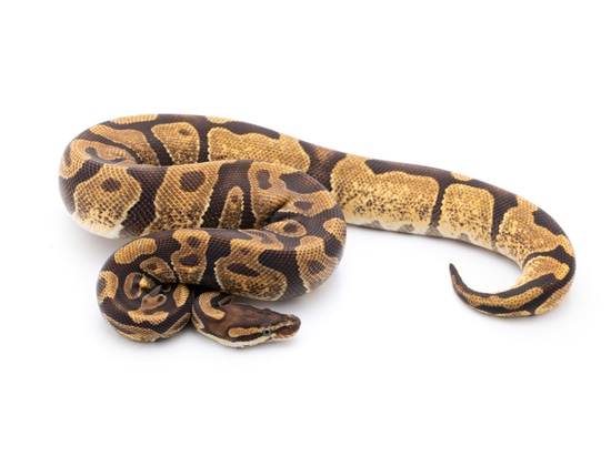Enchi Het Candy Ball Python by Custom Scales