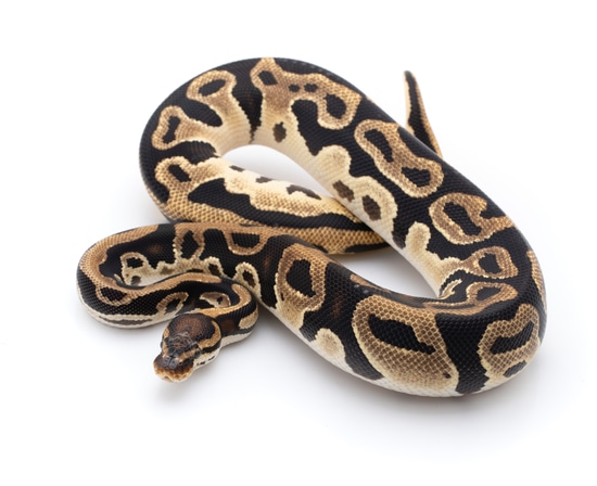 Orange Dream Leopard Spark Het Clown Ball Python by Custom Scales