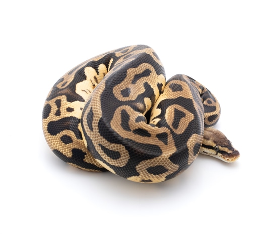 Pastel Leopard Het Clown Possible Orange Dream Possible Spark Ball ...