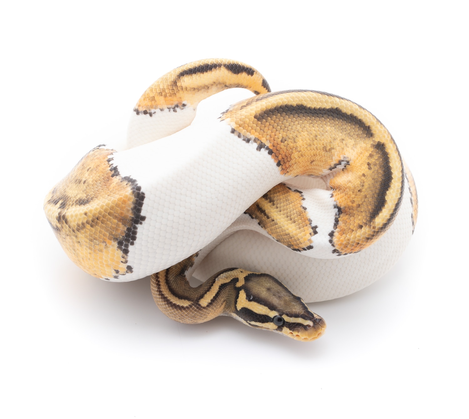 Pastel Ghost Pied Ball Python by Custom Scales - MorphMarket