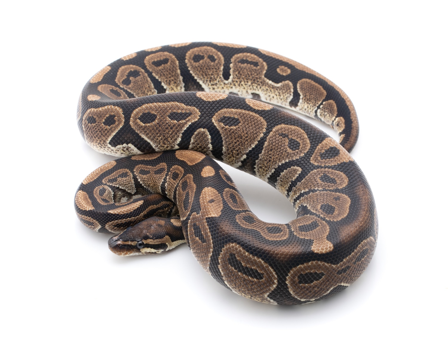 Het Red Axanthic Het Puzzle Ball Python by Custom Scales - MorphMarket