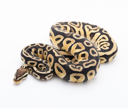 Bumble Bee Yellow Belly Het Pied Ball Python by Custom Scales - MorphMarket