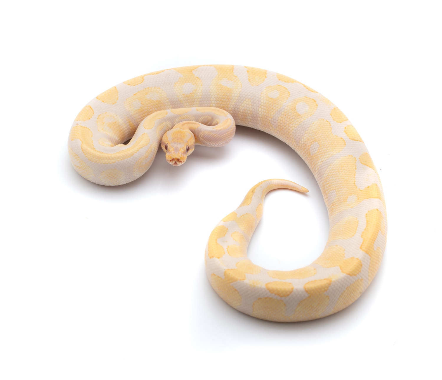Lavender Het Pied Ball Python by Custom Scales - MorphMarket