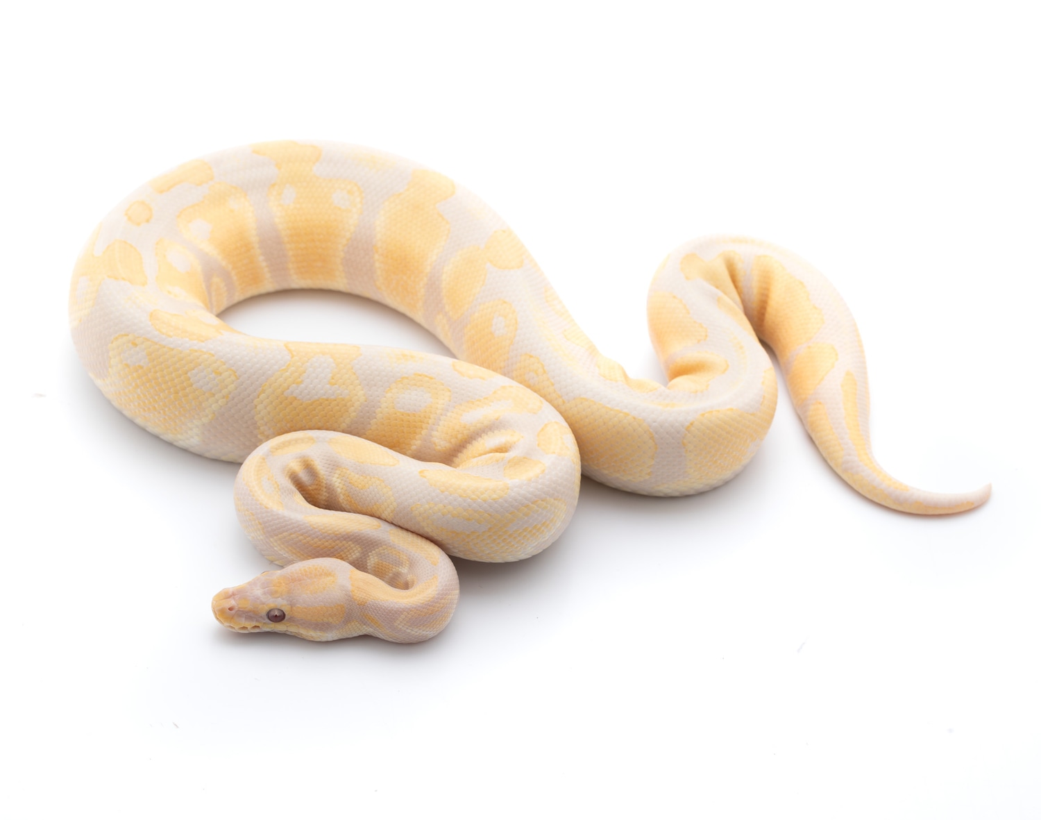 Leopard Lavender Ball Python by Custom Scales - MorphMarket