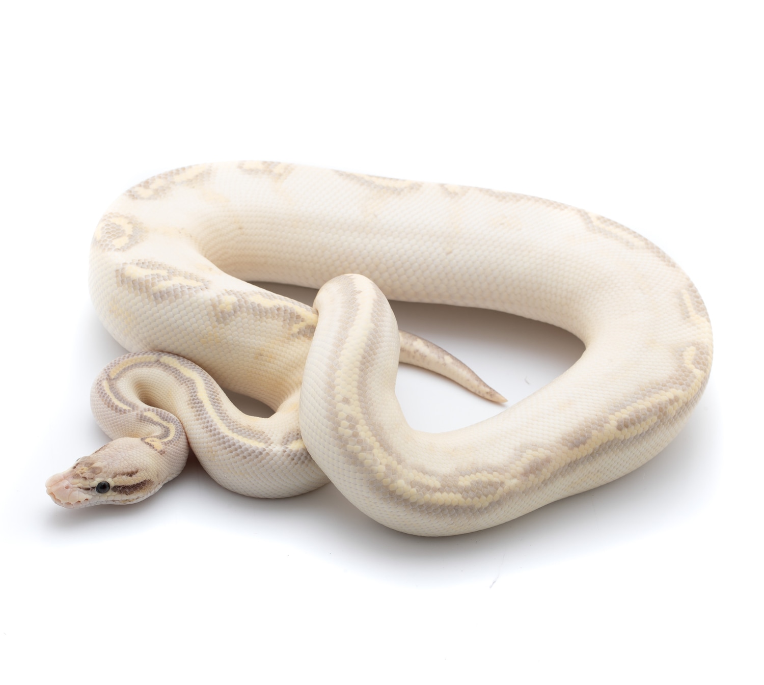 Pastel Phantom Highway Ball Python by Custom Scales - MorphMarket