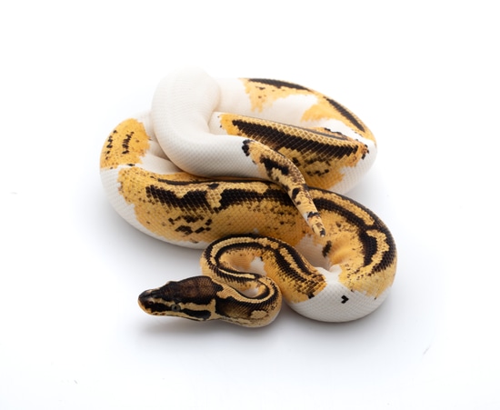 Pastel Leopard Yellow Belly Pied Ball Python by Custom Scales