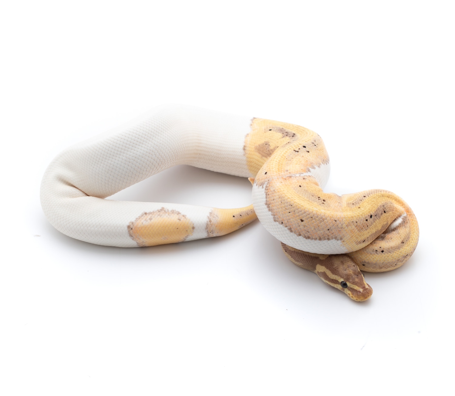 Leopard Banana Pied Ball Python by Custom Scales - MorphMarket