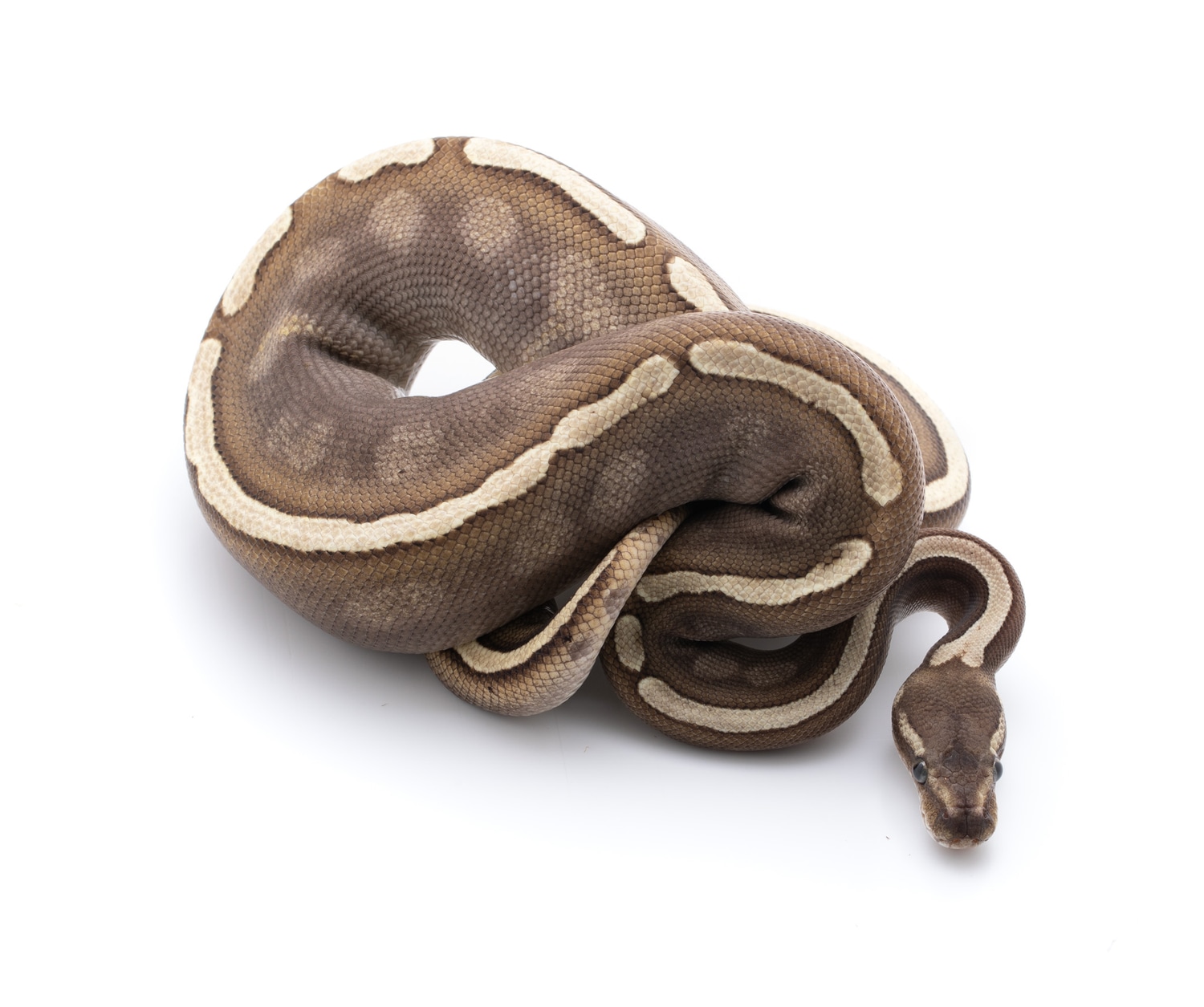 GHI Lesser Possible Fire Possible Yellow Belly Ball Python by Custom ...