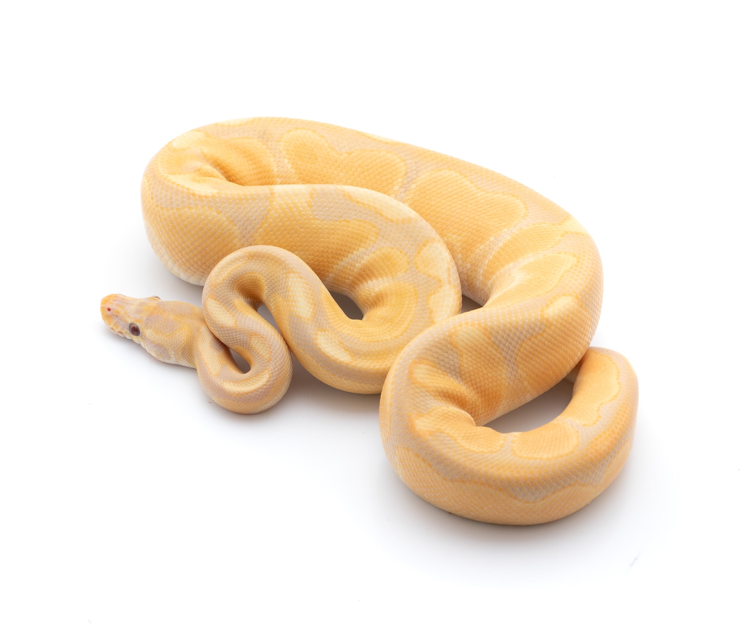 Enchi Candy Ball Python by Custom Scales - MorphMarket