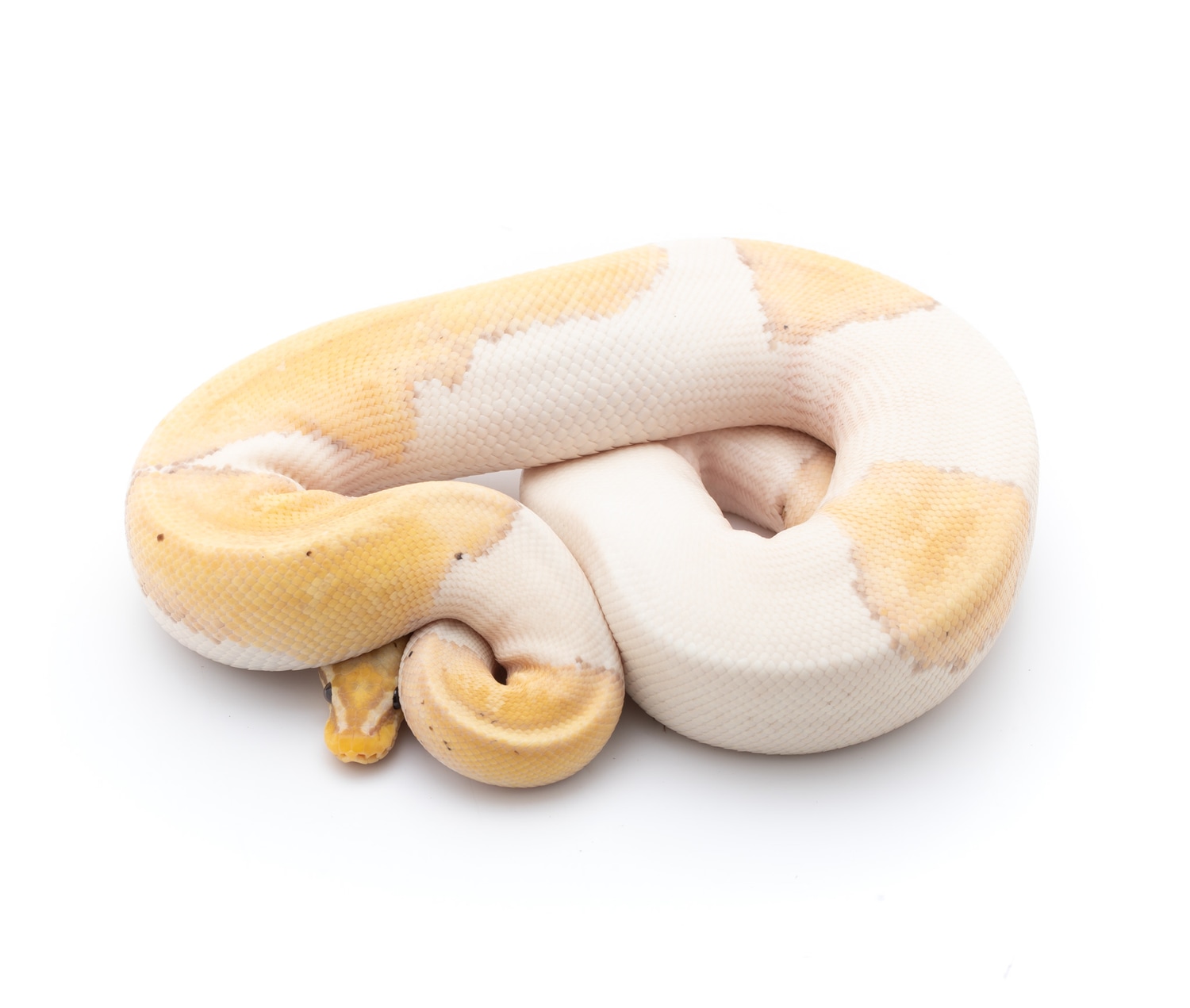 Super Pastel Banana Pied Possible Leopard Ball Python by Custom Scales ...