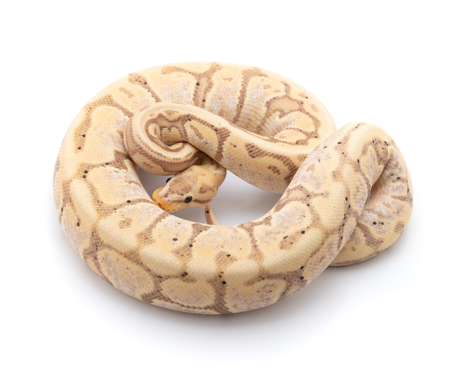 Hidden Gene Woma Banana Het Pied Ball Python By Custom Scales Morphmarket 