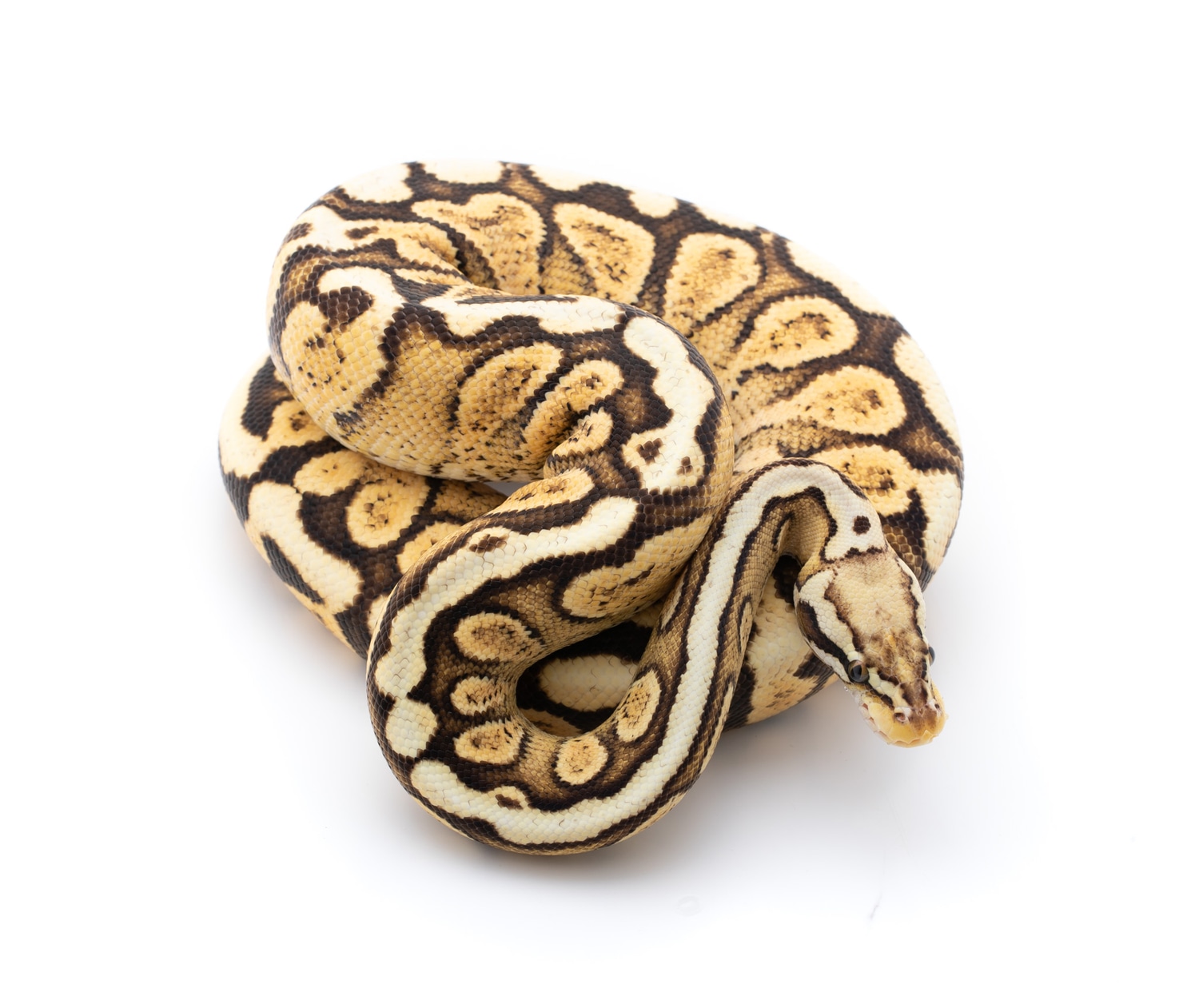 Pastel GHI Spotnose Ball Python by Custom Scales - MorphMarket