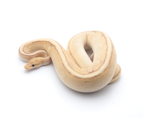 Hidden Gene Woma Banana Mojave Het Pied Ball Python by Custom Scales