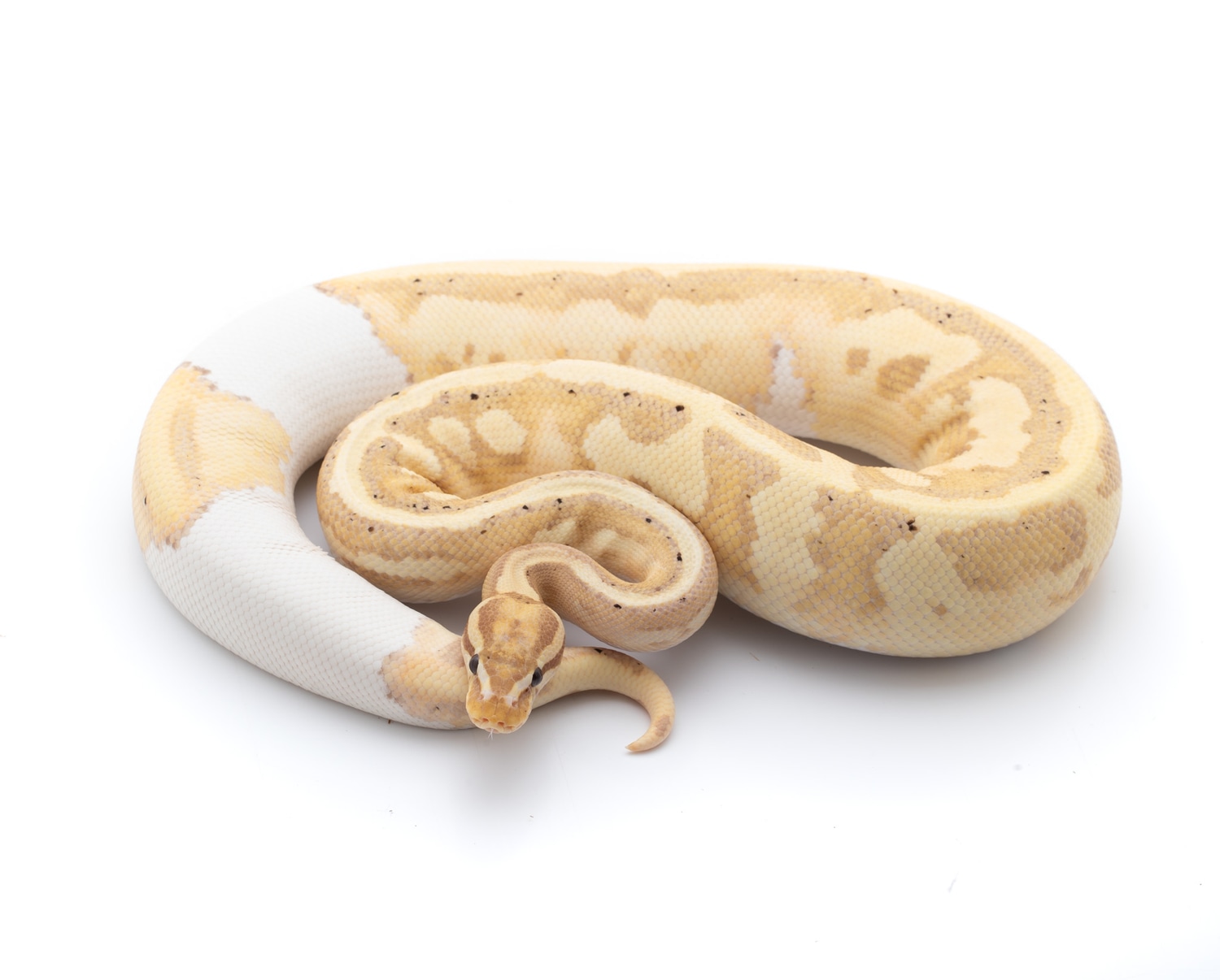 Pastel Banana Pied Possible Leopard Ball Python by Custom Scales - MorphMarket