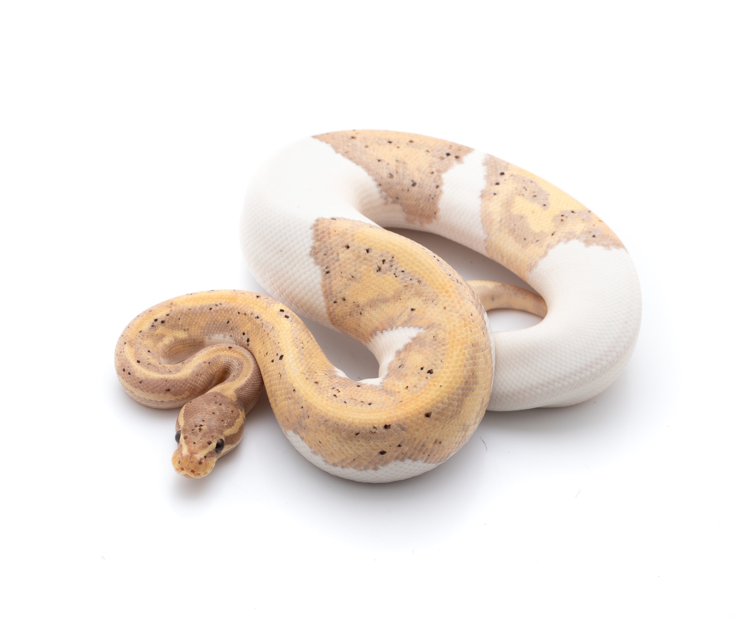 Purple" Banana Pied Ball Python by Custom Scales - MorphMarket