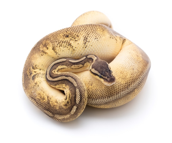 Super Pastel Bongo Het Pied Ball Python by Custom Scales
